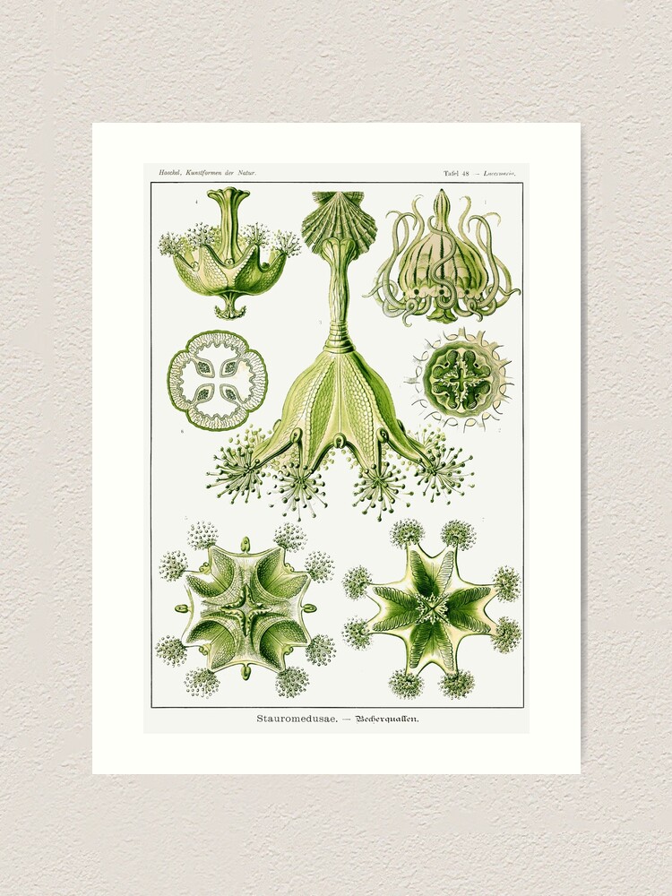 "Plate 48a. Stauromedusae, the order of stalked jellyfish. " Art Print ...