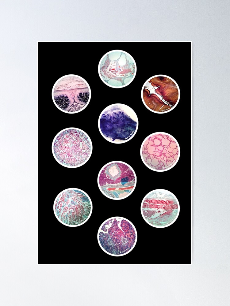 "Histology Slides" Poster for Sale by MVanHyll | Redbubble