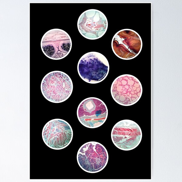 "Histology Slides" Poster for Sale by MVanHyll | Redbubble