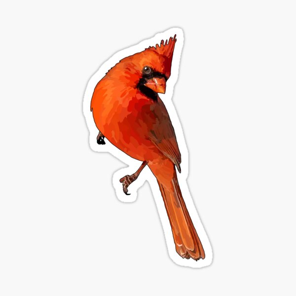 "Beautiful Red Cardinal" Sticker for Sale by katiebca2 | Redbubble