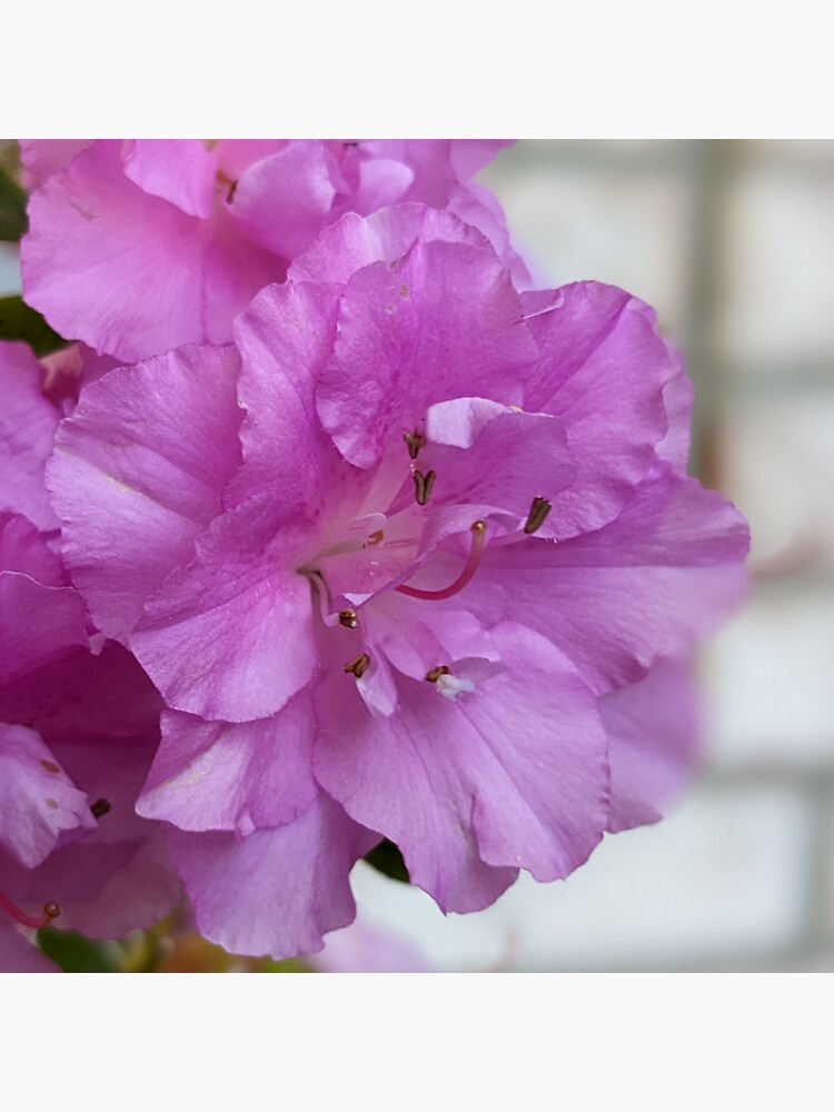 "Cluster of Pink Ruffled Flowers Against Brick Wall 1" Sticker for Sale ...