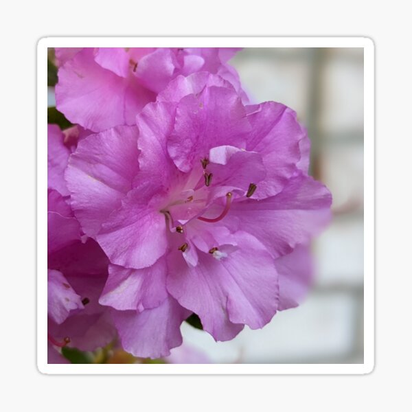 "Cluster of Pink Ruffled Flowers Against Brick Wall 1" Sticker for Sale ...