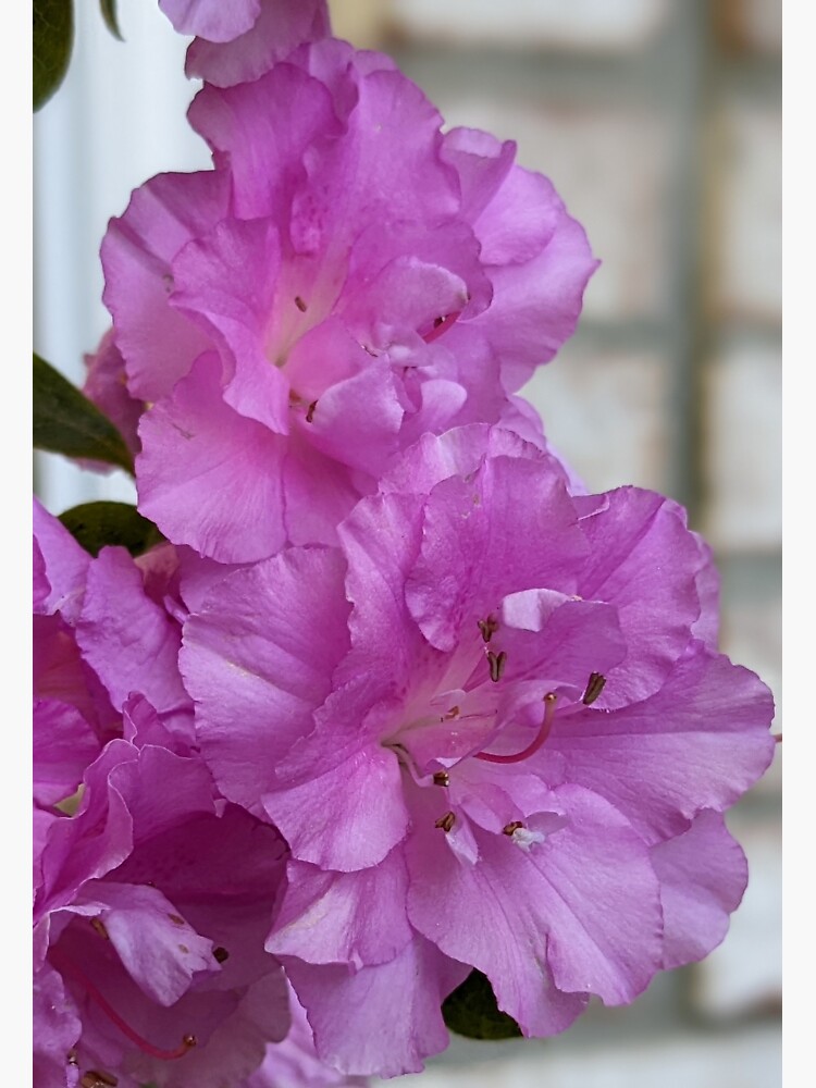 "Cluster of Pink Ruffled Flowers Against Brick Wall 3" Sticker for Sale ...