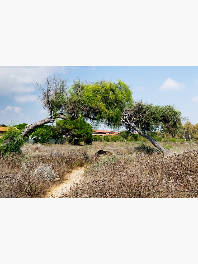 "Landscape. Green trees. Archaeological Park. Paphos, Cyprus." Sticker ...
