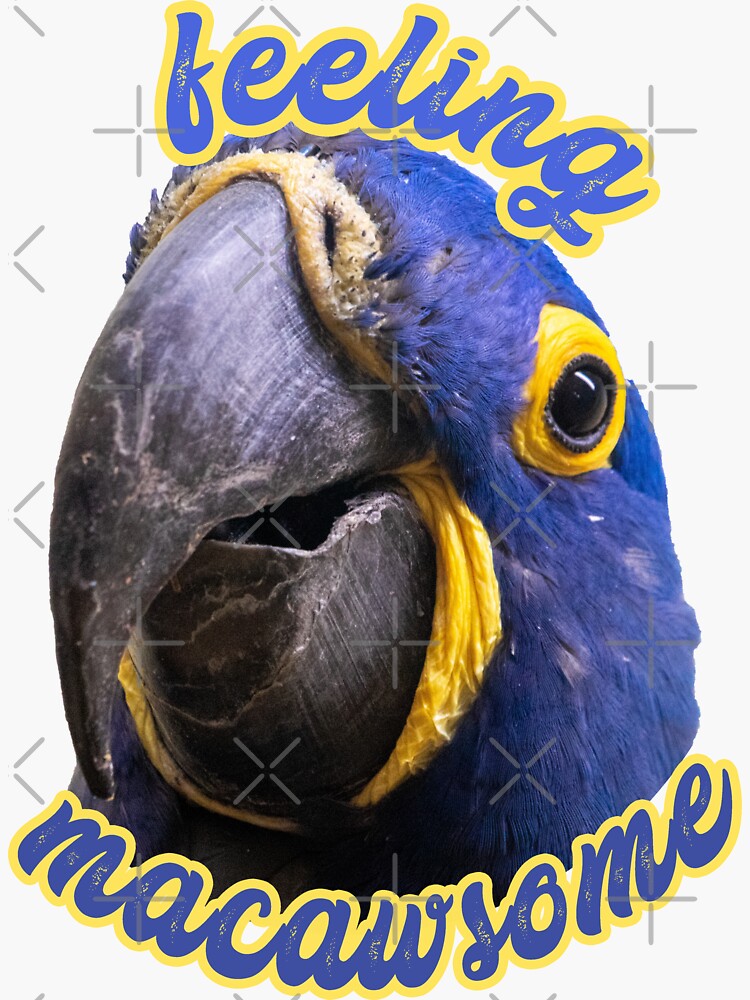 "Hyacinth macaw - Parrot,Macaw,Bird,Birds,Hyacinth,Cute,Blue,Animal ...