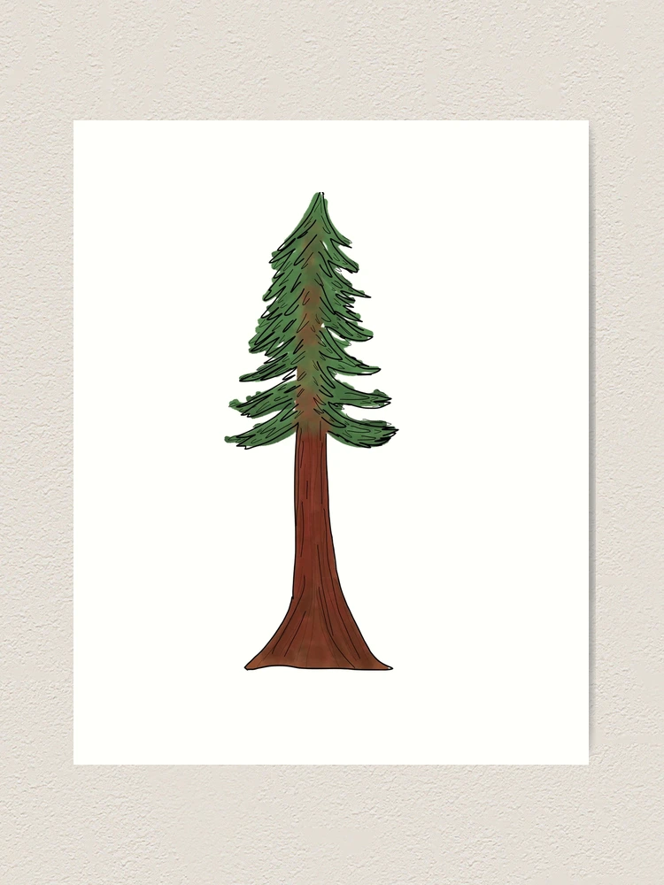 Redwood Tree Drawing METHUSELAH REDWOOD TREE Santa Cruz Mountains,