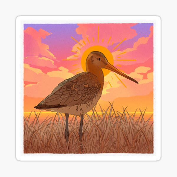 "Black-tailed godwit" Sticker for Sale by MrMackerel | Redbubble