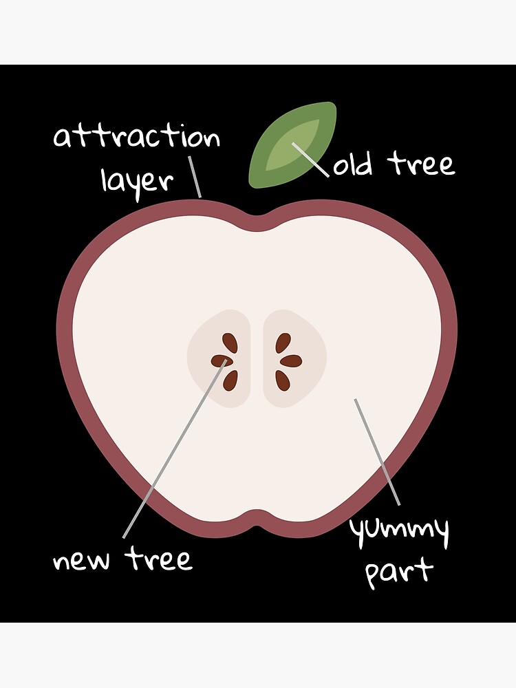 Anatomy Of An Apple