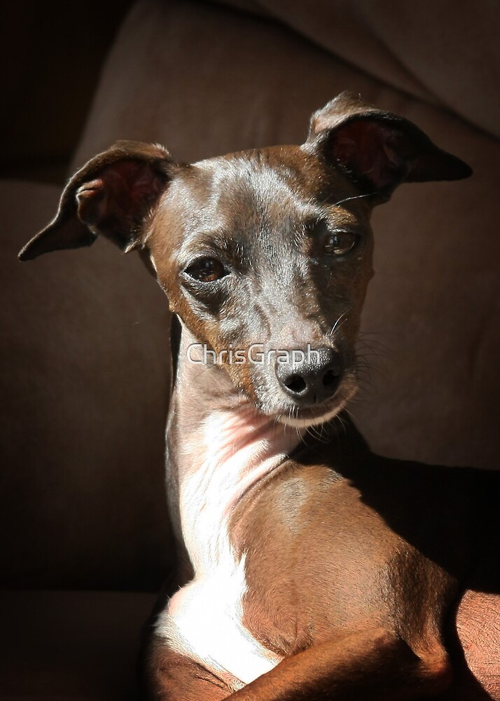 "Piccolo Levriero Italiano - The Italian Greyhound" by Christine Till ...