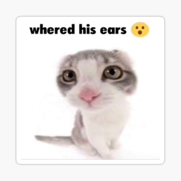 Small Ear Memes 20 Life Memes That Will Change Everything In A Few