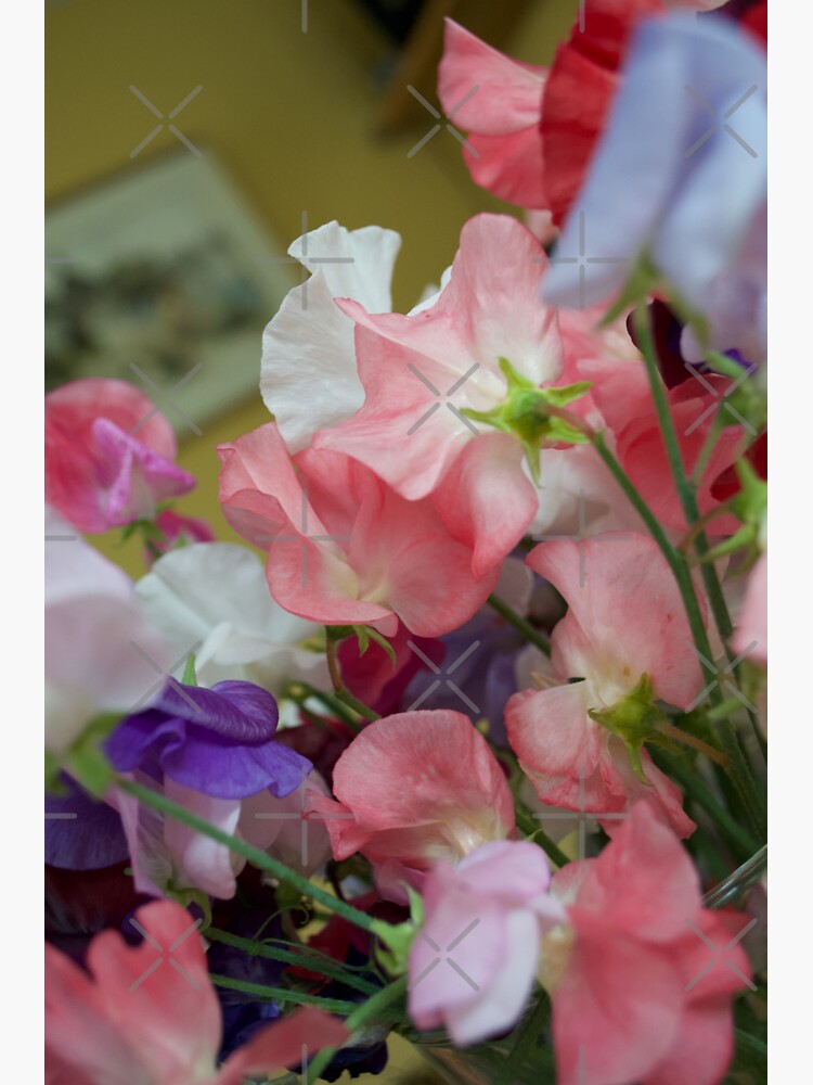 "Sweet Peas" Sticker for Sale by thelemmingface | Redbubble