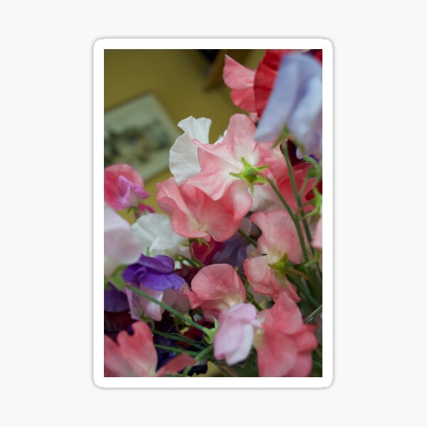 "Sweet Peas" Sticker for Sale by thelemmingface | Redbubble