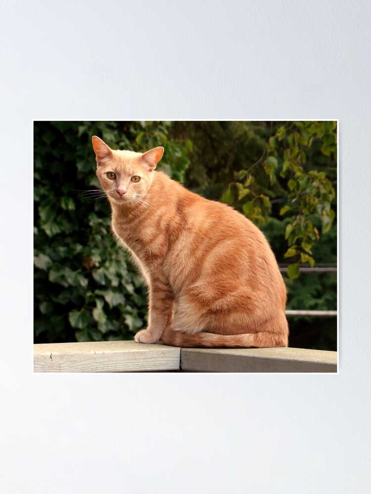 "Orange Cat " Poster for Sale by A-Collins | Redbubble