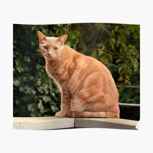 "Orange Cat " Poster for Sale by A-Collins | Redbubble