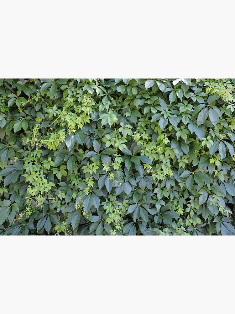 "Photo background with rich thick growth of Virginia Creeper Ivy leaves ...