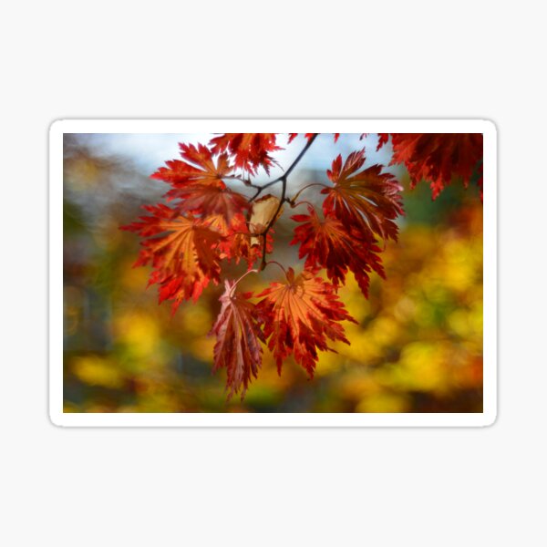 Mapple Stickers | Redbubble