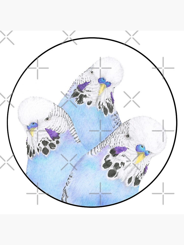 Póster «3 periquitos azules. Este es Louie, el periquito azul, dibujado ...