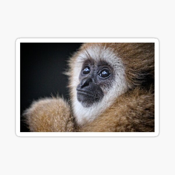 "Young Gibbon with beautiful eyes" Sticker by sanityfound | Redbubble