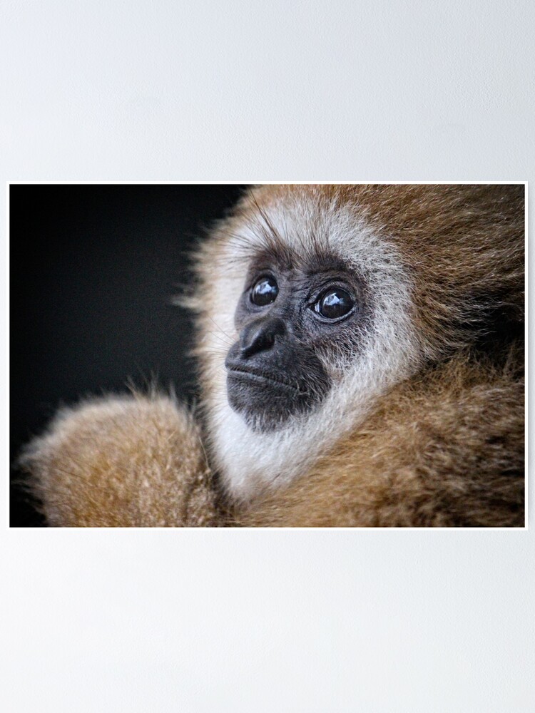 "Young Gibbon with beautiful eyes" Poster by sanityfound | Redbubble