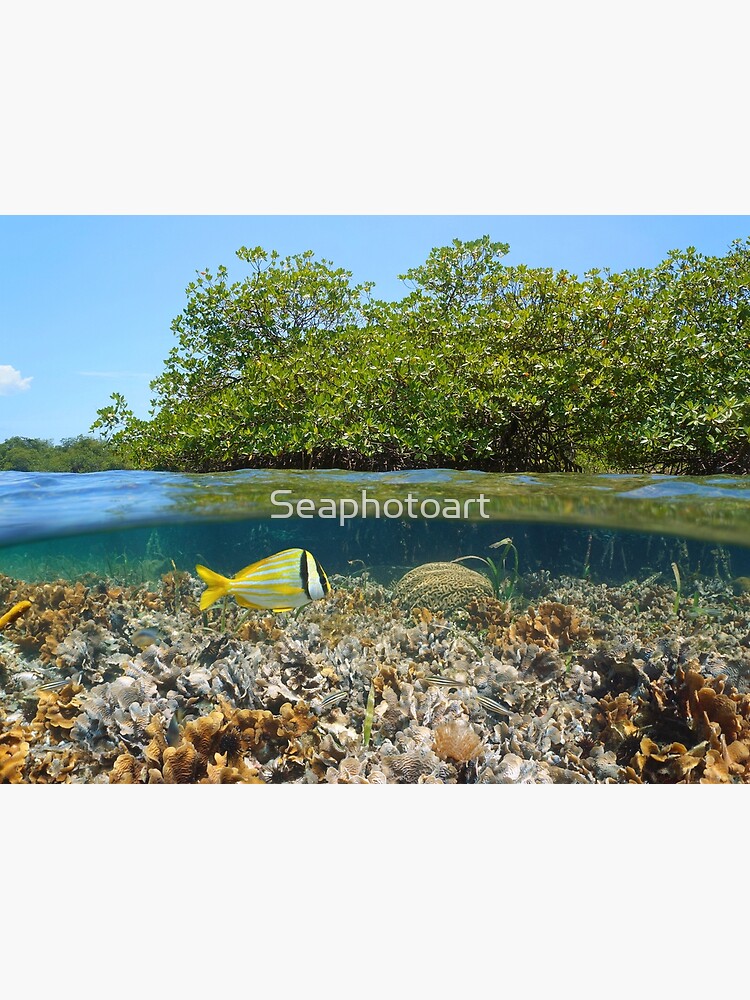Póster for Sale con la obra «Manglares en el mar con arrecifes de coral ...