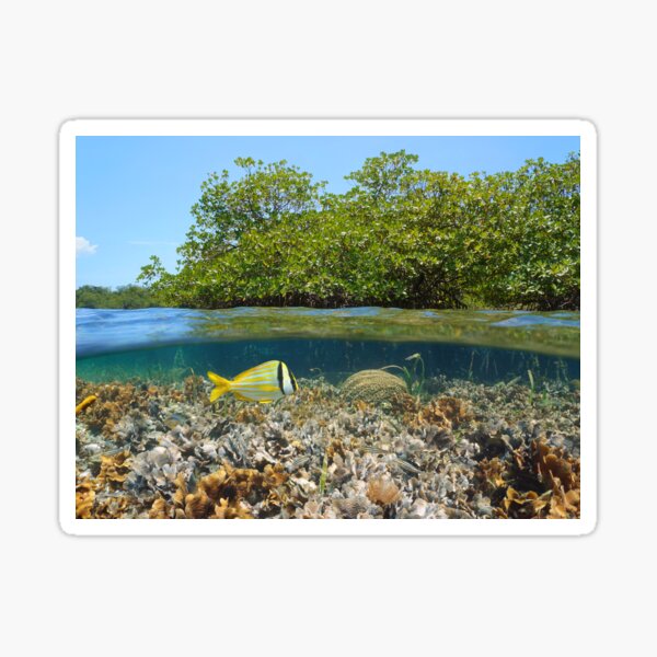 "Mangrove in the sea with coral reef underwater Caribbean sea" Sticker ...