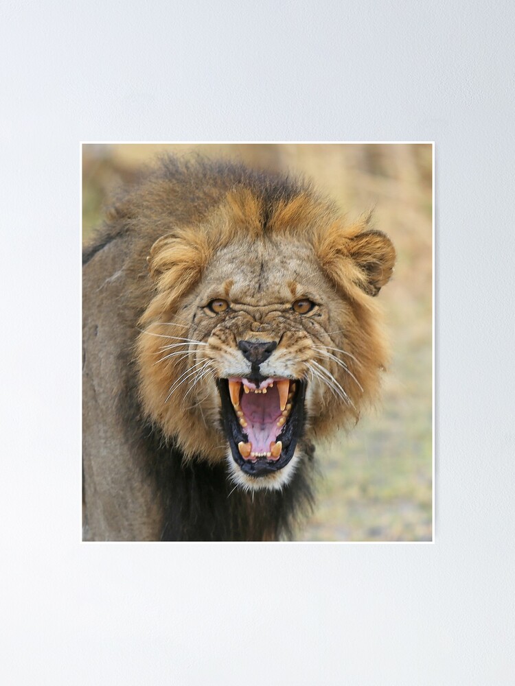 "Angry Lion" Poster for Sale by jozi1 | Redbubble
