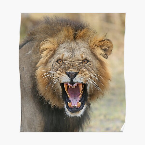 "Angry Lion" Poster for Sale by jozi1 | Redbubble