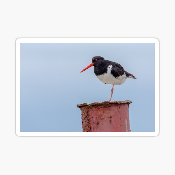 "Eurasian Oystercatcher" Sticker for Sale by UKMatt2000 | Redbubble