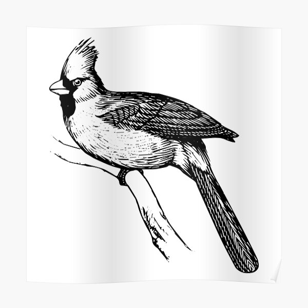 "Cardinal" Poster for Sale by Sarah-Leonard | Redbubble