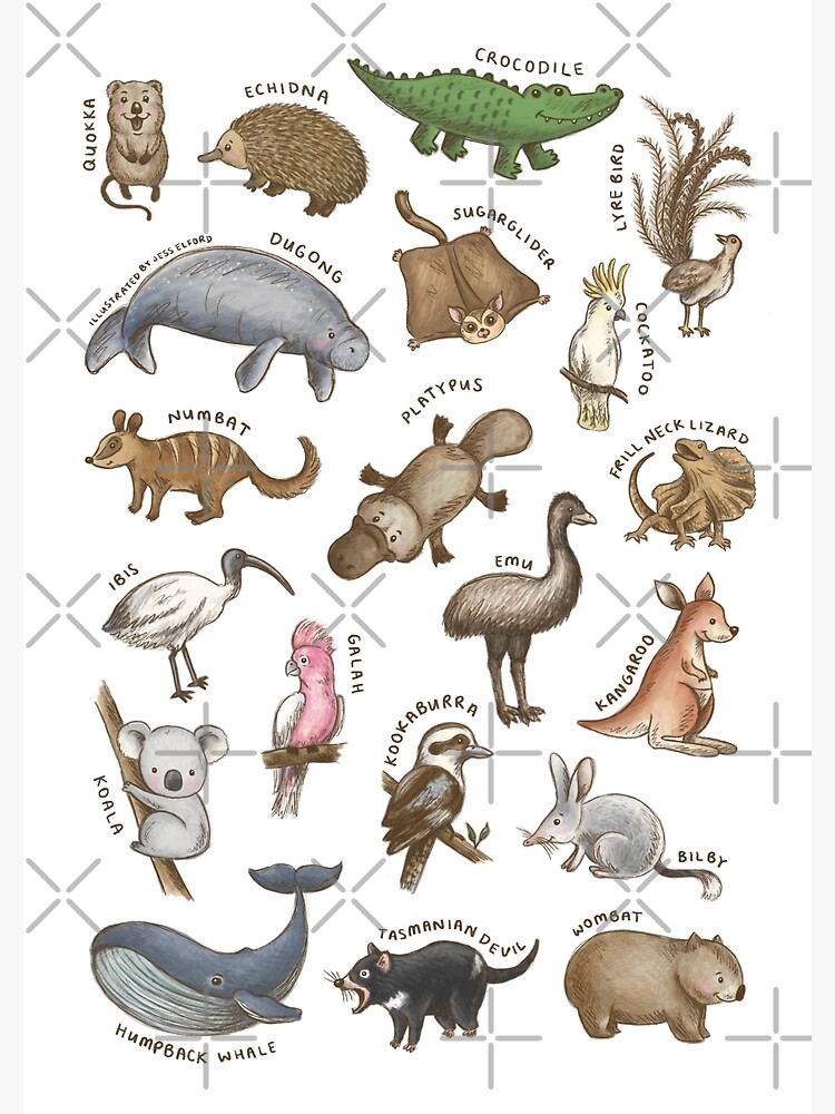 "Types of Australian Animals" Poster for Sale by thosepencils | Redbubble