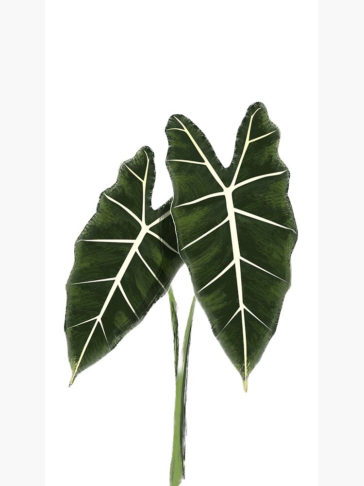 "Alocasia Frydek" Sticker for Sale by stand-meli18 | Redbubble