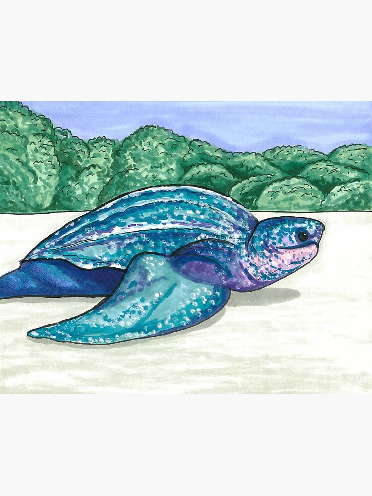 "Leatherback Sea Turtle" Sticker for Sale by willowandfernn | Redbubble