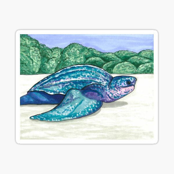 "Leatherback Sea Turtle" Sticker for Sale by willowandfernn | Redbubble