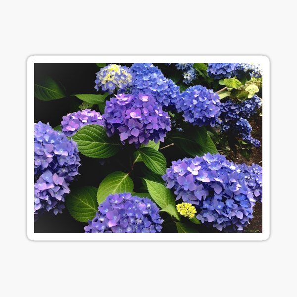 "Hydrangea explosion " Sticker for Sale by Dillyzip1202 | Redbubble