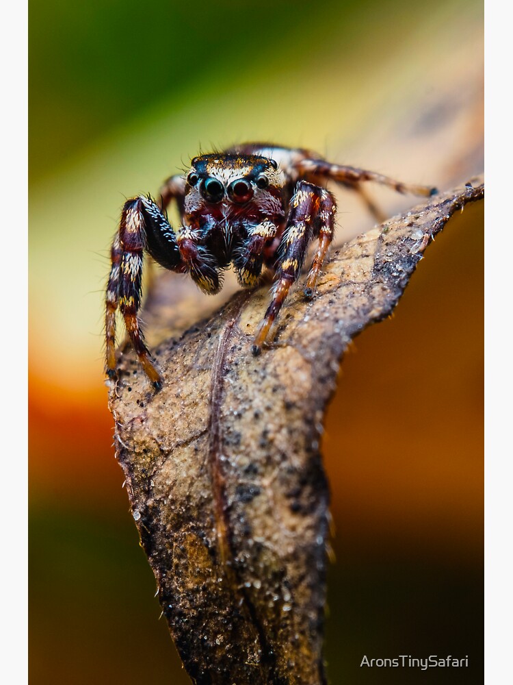 "Grumpy Jumping Spider - Salticid" Sticker for Sale by AronsTinySafari ...