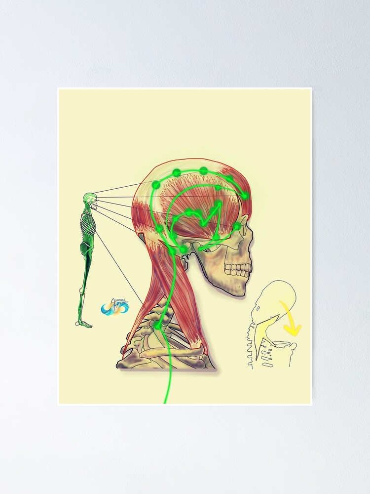 "Gallbladder Meridian Cranium" Poster for Sale by AdaptablePolar ...