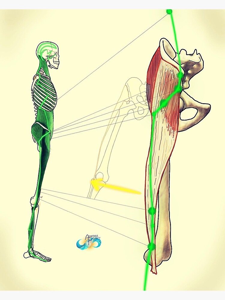 "Gallbladder Meridian Hip" Poster for Sale by AdaptablePolar | Redbubble