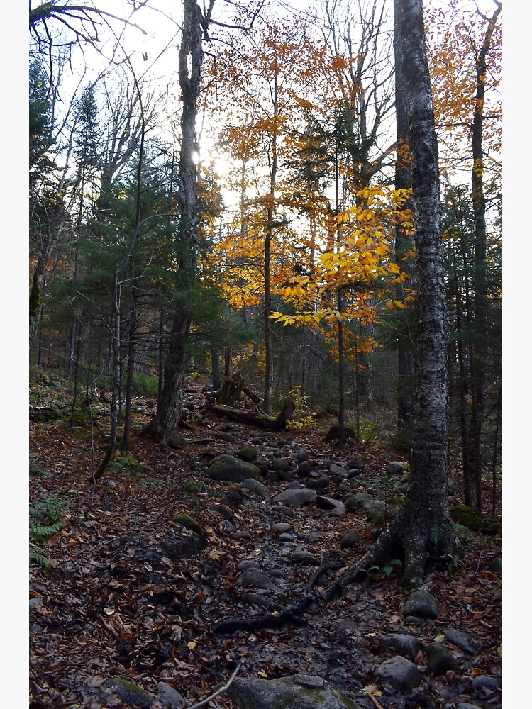 "Flash of Color" Poster for Sale by blacksheepboy | Redbubble