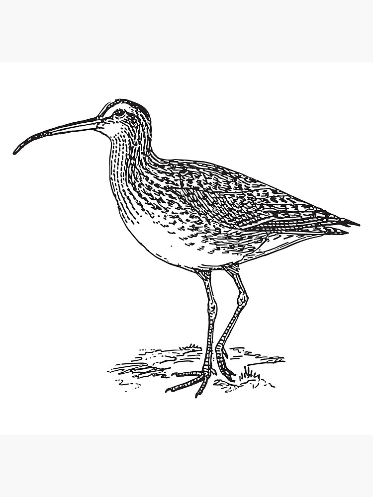 "Curlew" Poster for Sale by Sarah-Leonard | Redbubble