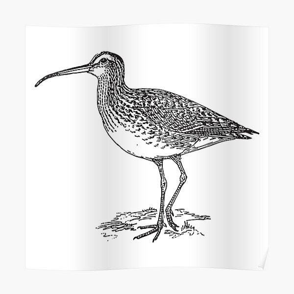 "Curlew" Poster for Sale by Sarah-Leonard | Redbubble