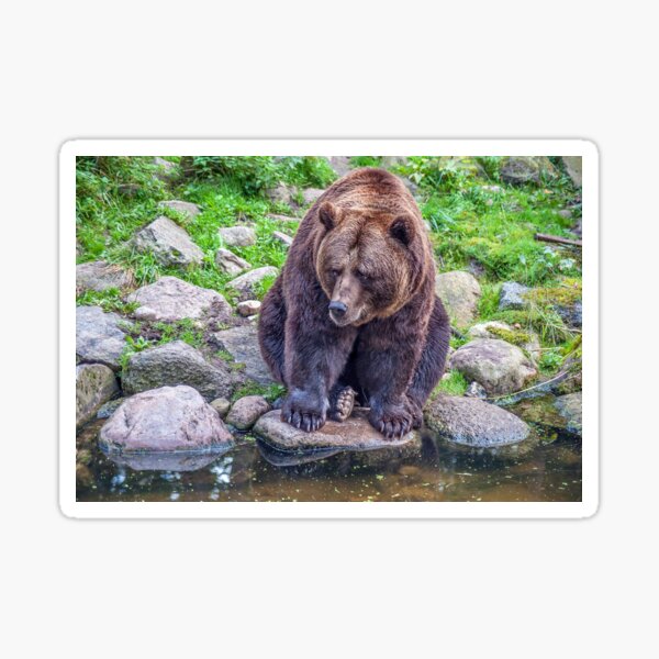 "Sad Bear" Sticker for Sale by Aleksander37 | Redbubble