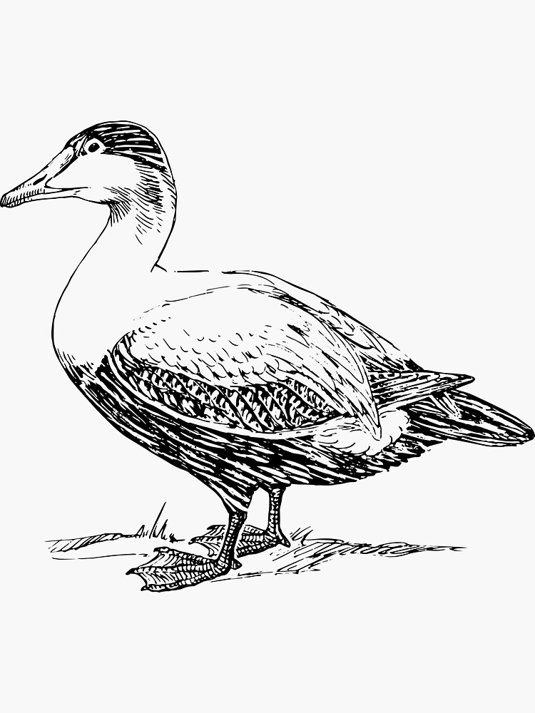 "Eider" Sticker for Sale by Sarah-Leonard | Redbubble