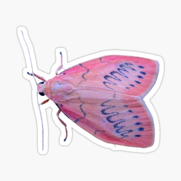 "Pink moth " Sticker for Sale by moonbeambaby | Redbubble