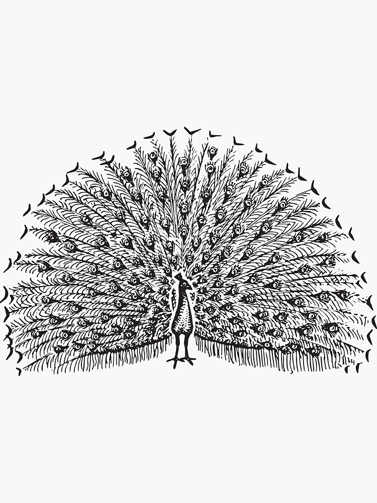 "Peacock" Sticker for Sale by Sarah-Leonard | Redbubble