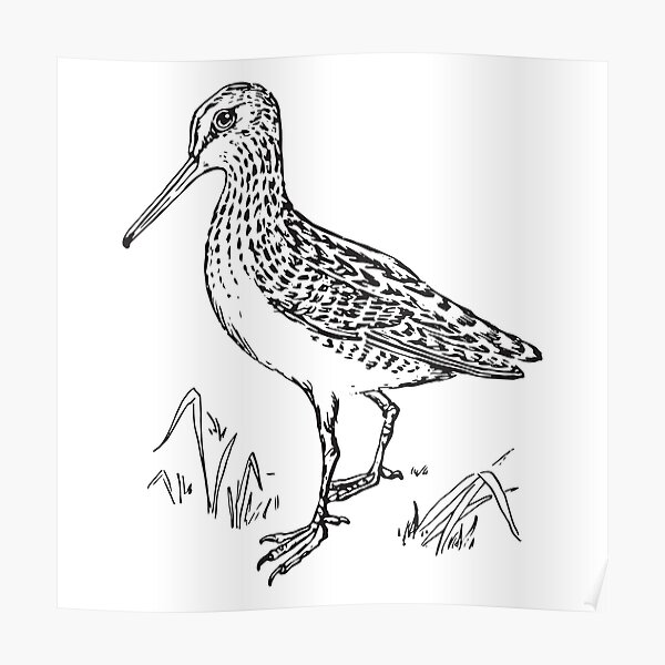 "Snipe" Poster for Sale by Sarah-Leonard | Redbubble