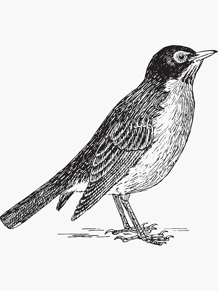 "American Robin" Sticker for Sale by Sarah-Leonard | Redbubble