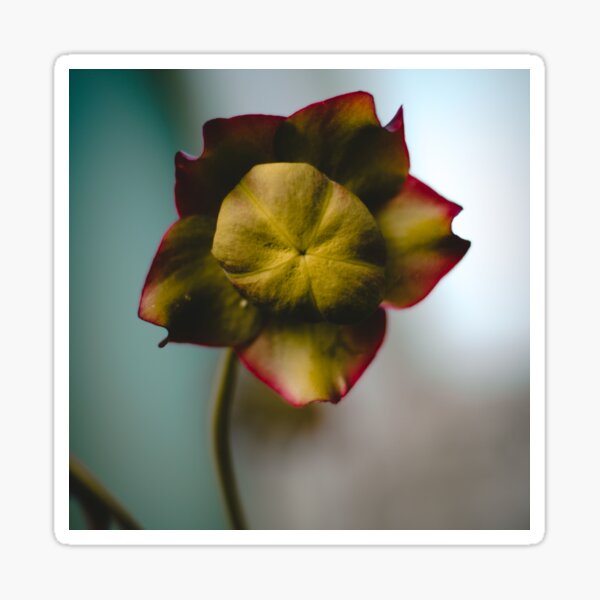 "Huntsman" Sticker for Sale by akiobsession | Redbubble