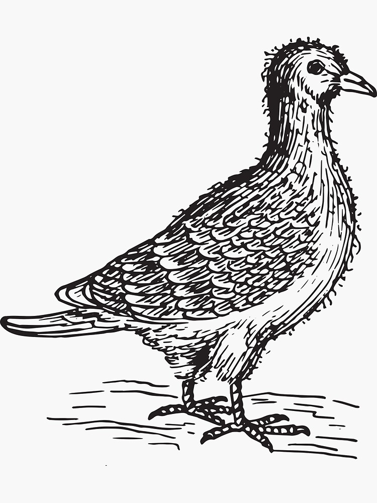 "Squab Pigeon" Sticker for Sale by Sarah-Leonard | Redbubble