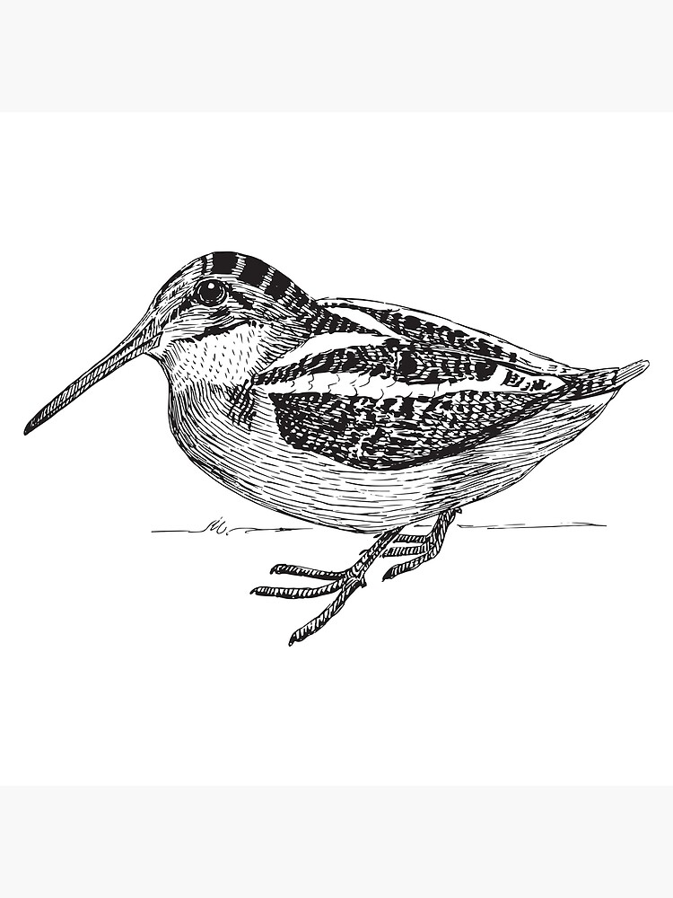 "Woodcock" Poster for Sale by Sarah-Leonard | Redbubble