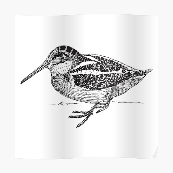 "Woodcock" Poster for Sale by Sarah-Leonard | Redbubble